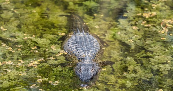 The Discovery of Gaaglin Swamp and Gorlognal Academy - Lusternia
