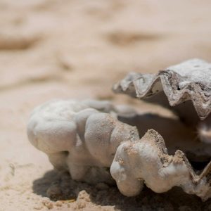 Lusternia – An ancient evil has corrupted much of the land and people ...